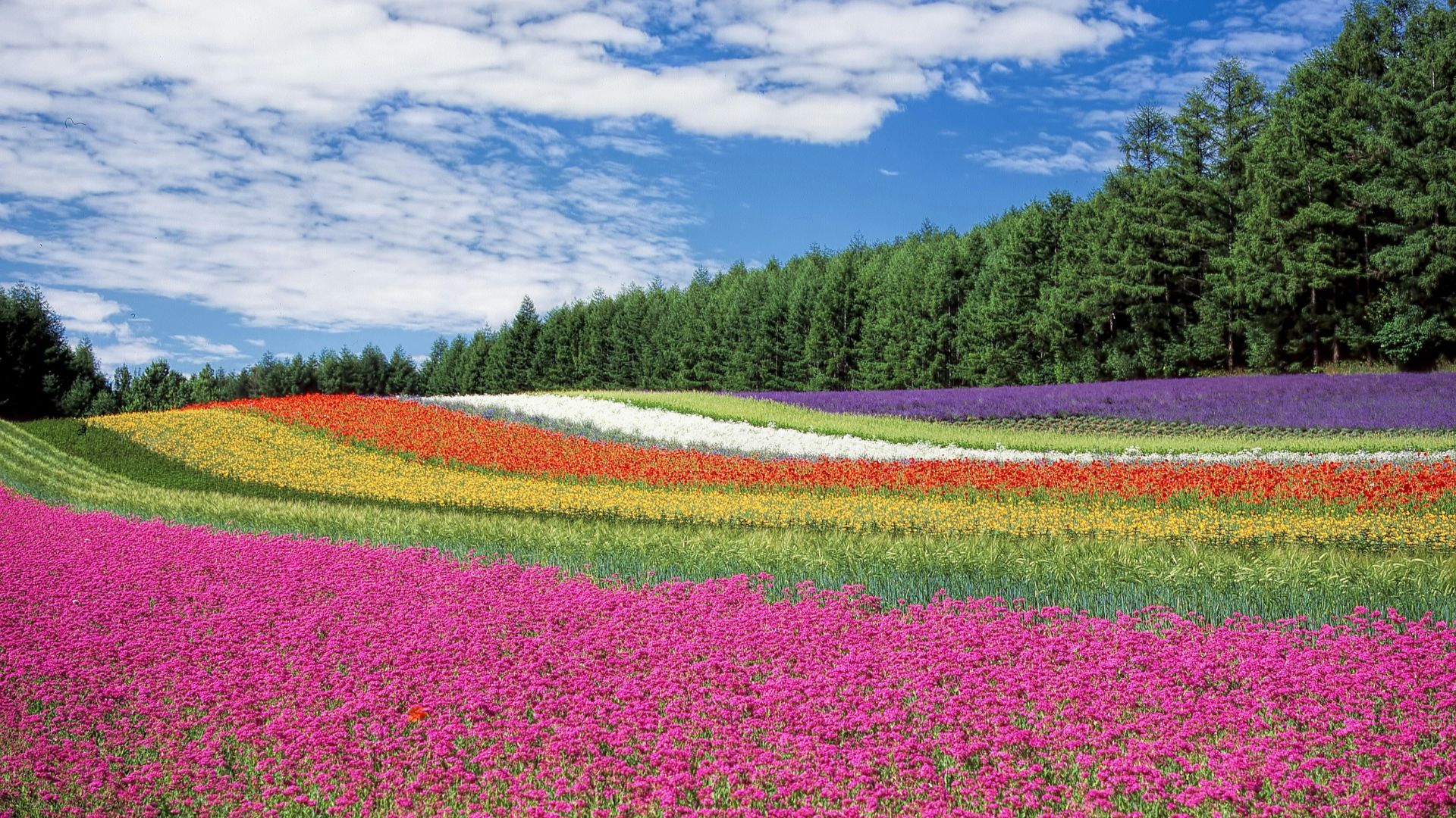 Flower Festivals 2026: Must-Visit Floral Celebrations Across The World