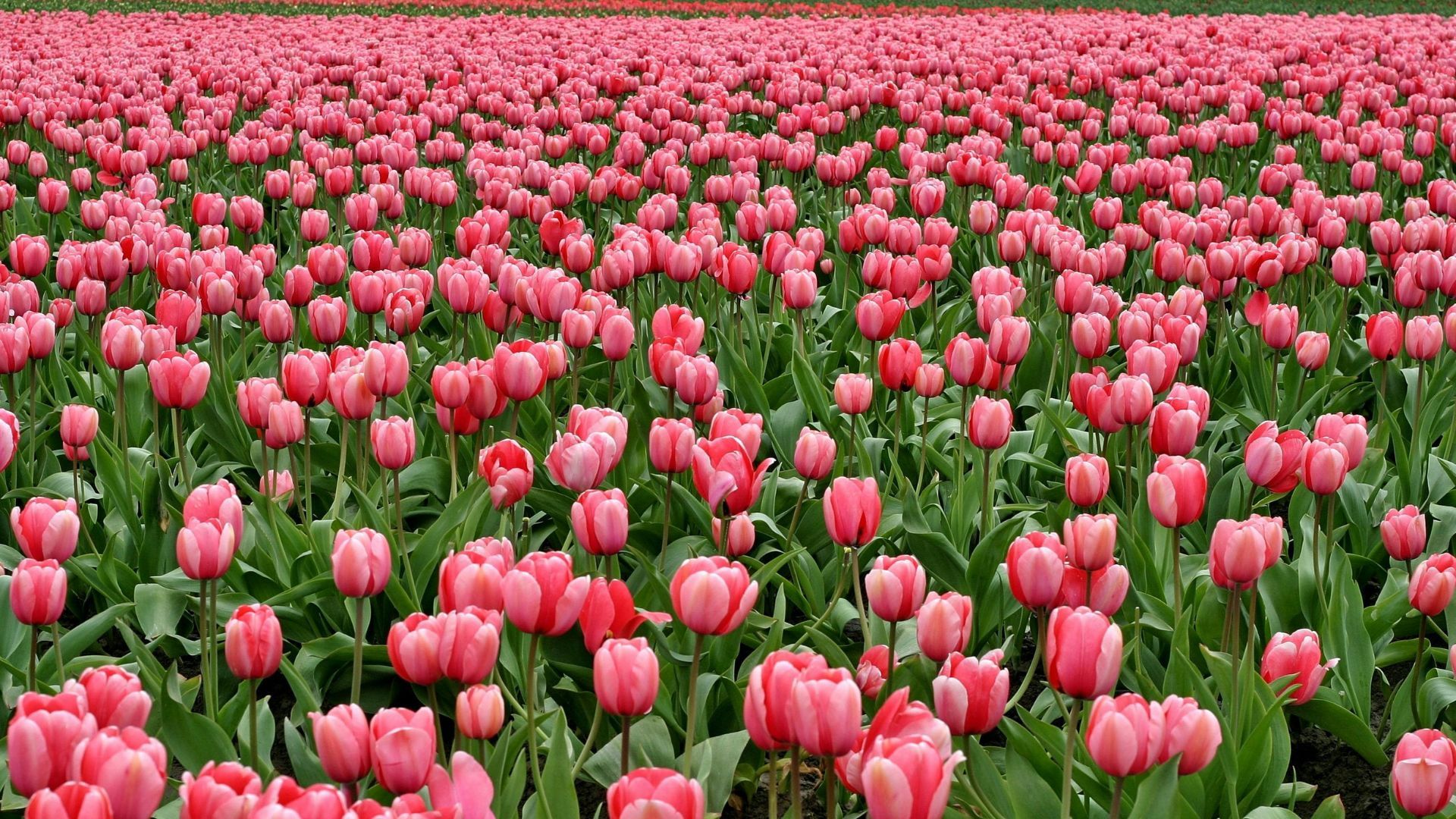Flower Festivals 2026: Must-Visit Floral Celebrations Across The World