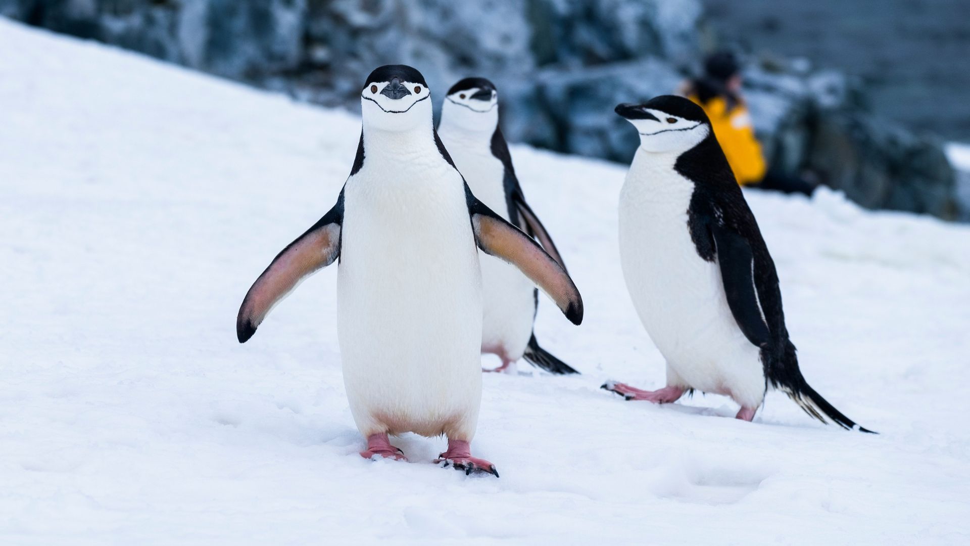Antarctica From India: What To Know Before You Plan This Epic Trip