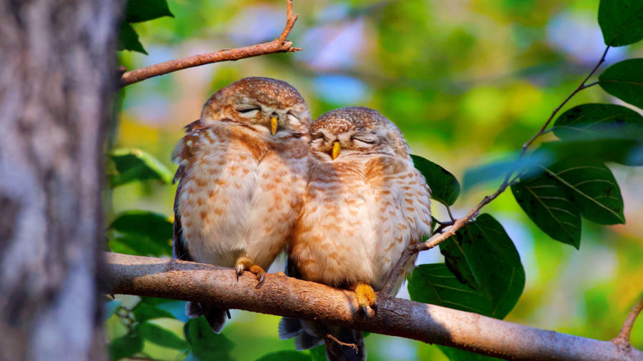 Wildlife Influencer Aman Sharma Is Changing The Way India Sees Animals