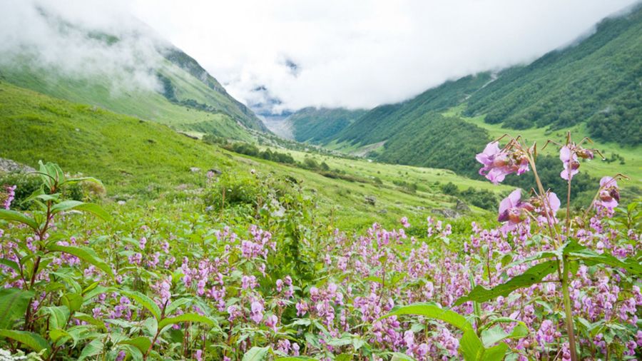 Valley Of Flowers In Uttarakhand Opens For 2026 Season
