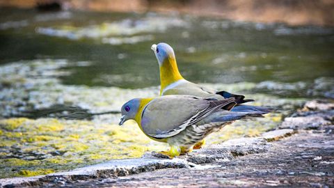 Delhi Zoo To Host Weekly Bird Walks For Nature Enthusiasts