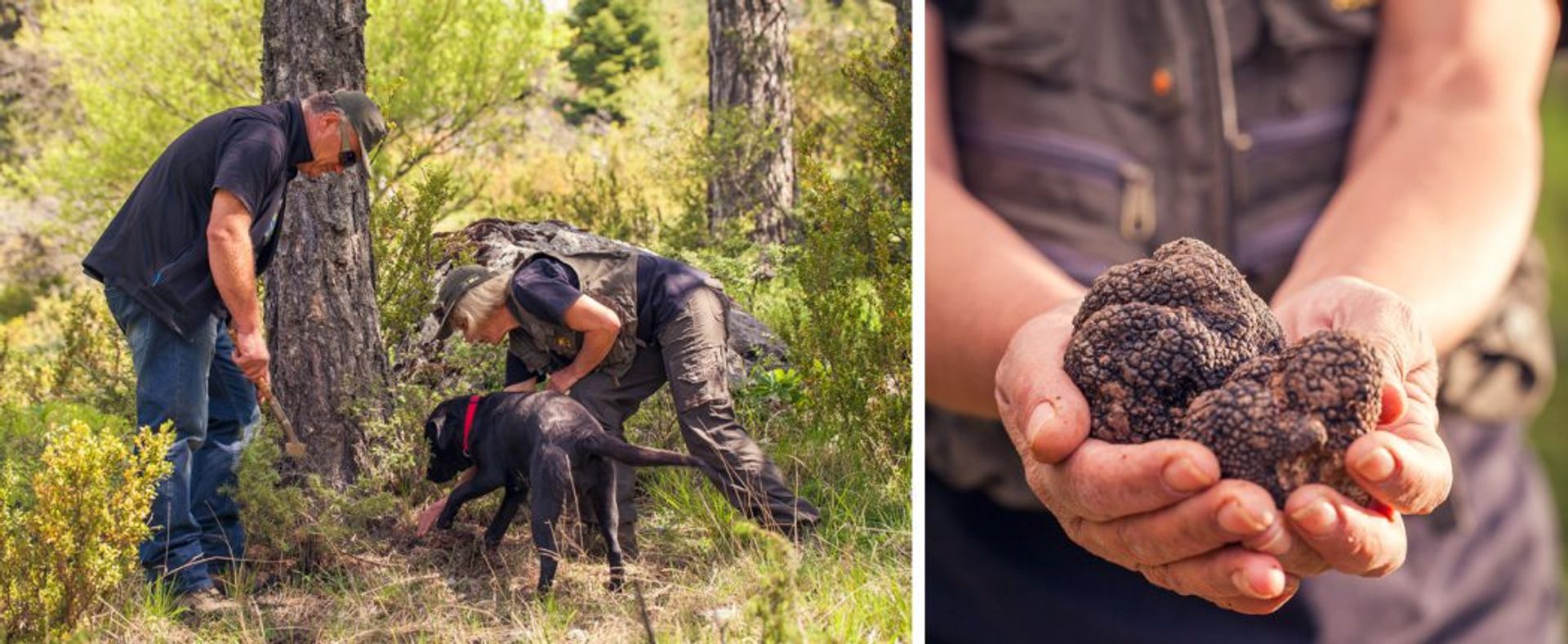 Yes, You Can Go Truffle Hunting in Asia-Pacific. Here’s Where and When