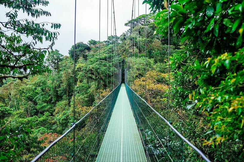 Bucket List Material: 12 Beautiful Forests Around The World