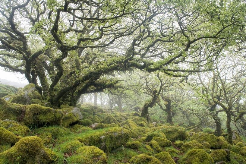 Bucket List Material: 12 Beautiful Forests Around The World