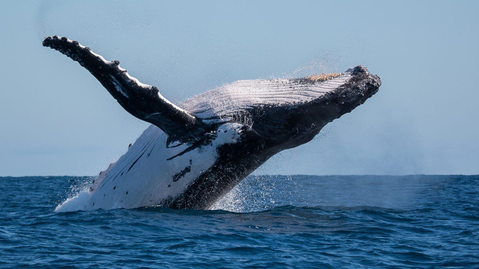 Why Your Soul Will Thank You After a Deep Dive With Whales
