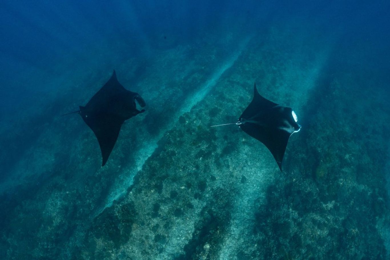 Why Your Soul Will Thank You After a Deep Dive With Whales
