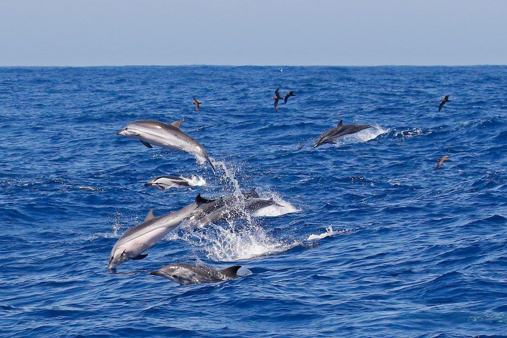 Why Your Soul Will Thank You After a Deep Dive With Whales