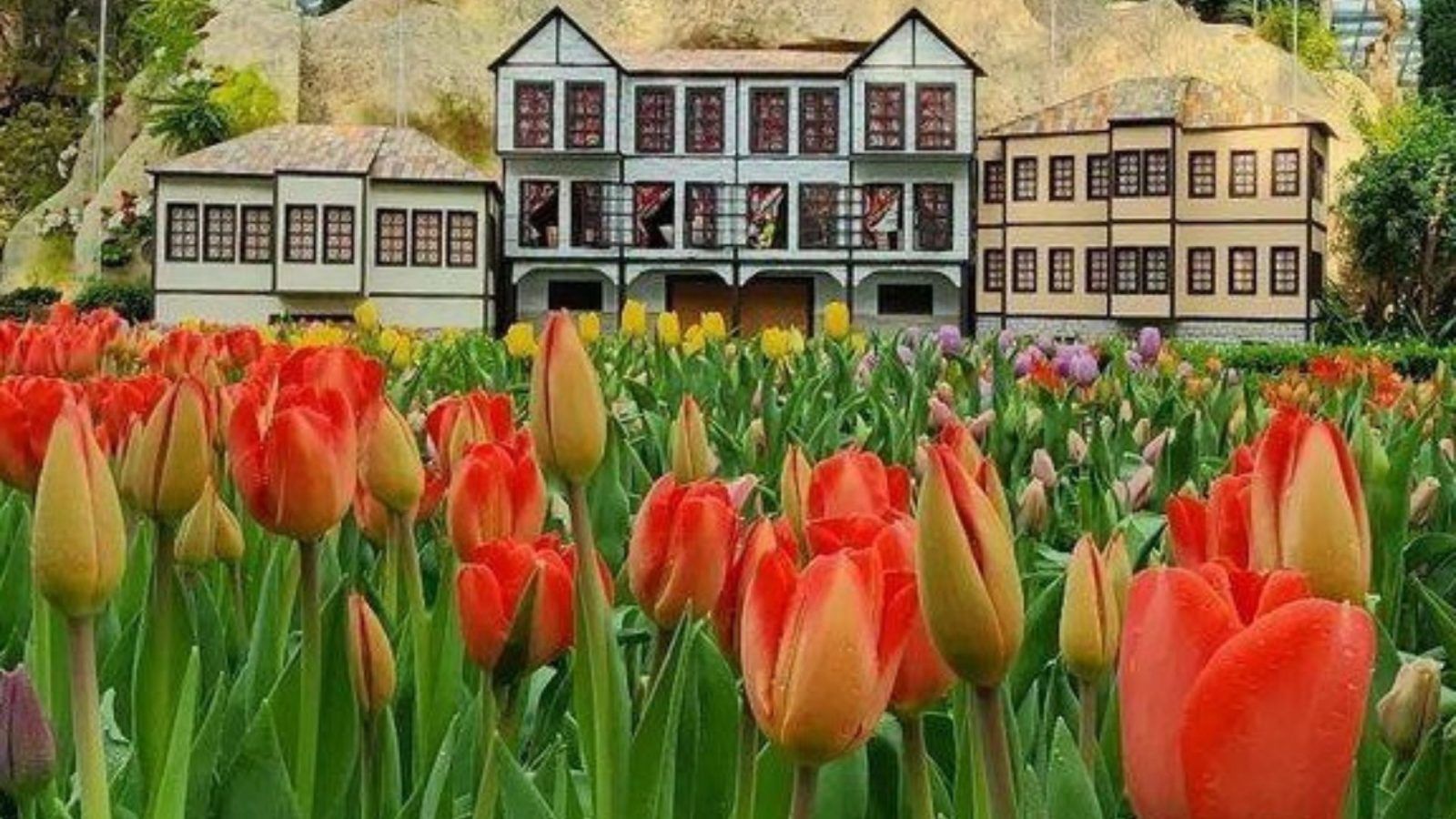 9th Edition Of Tulipmania On Till May 21 At Gardens By The Bay