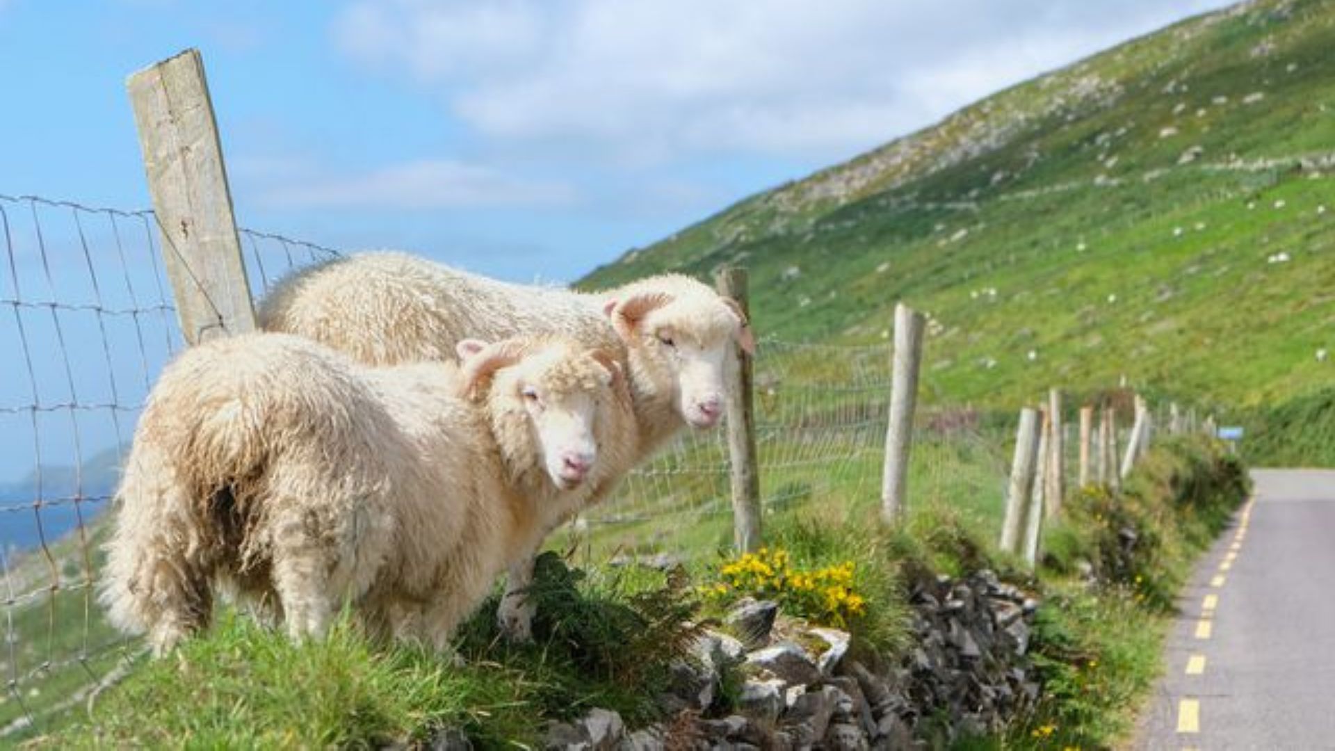 How To Explore Dingle, Ireland
