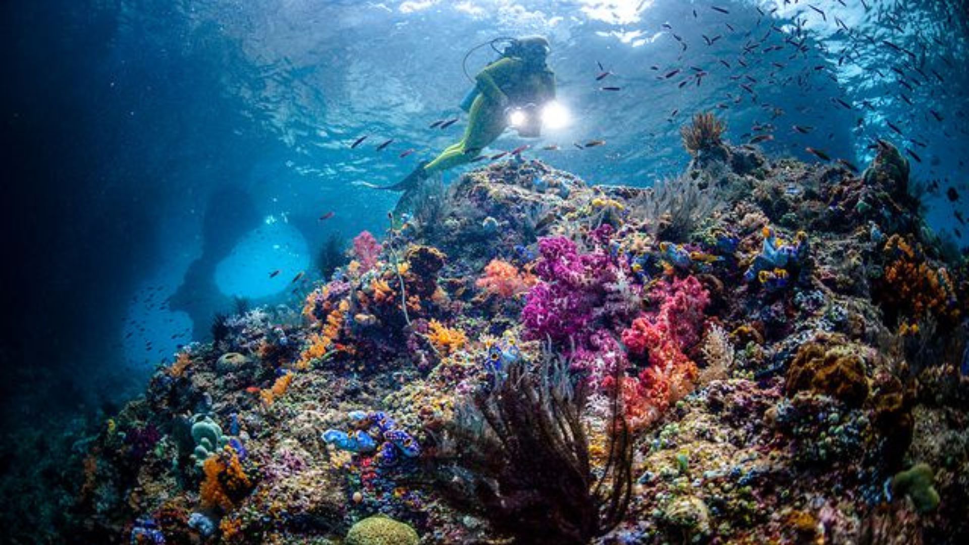 19 Destinations With the Best Scuba Diving in the World