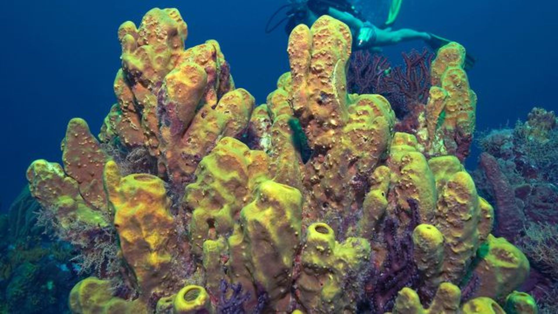 19 Destinations With the Best Scuba Diving in the World