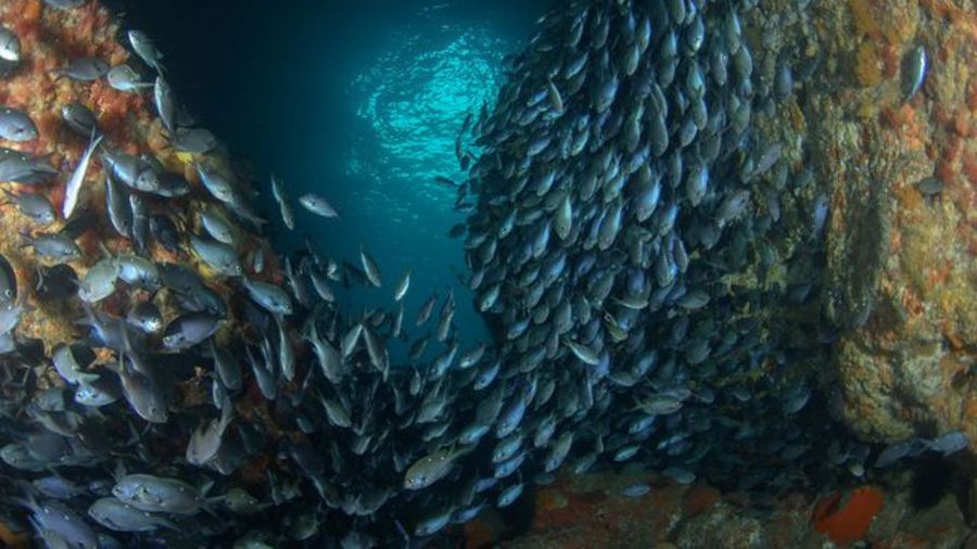19 Destinations With the Best Scuba Diving in the World