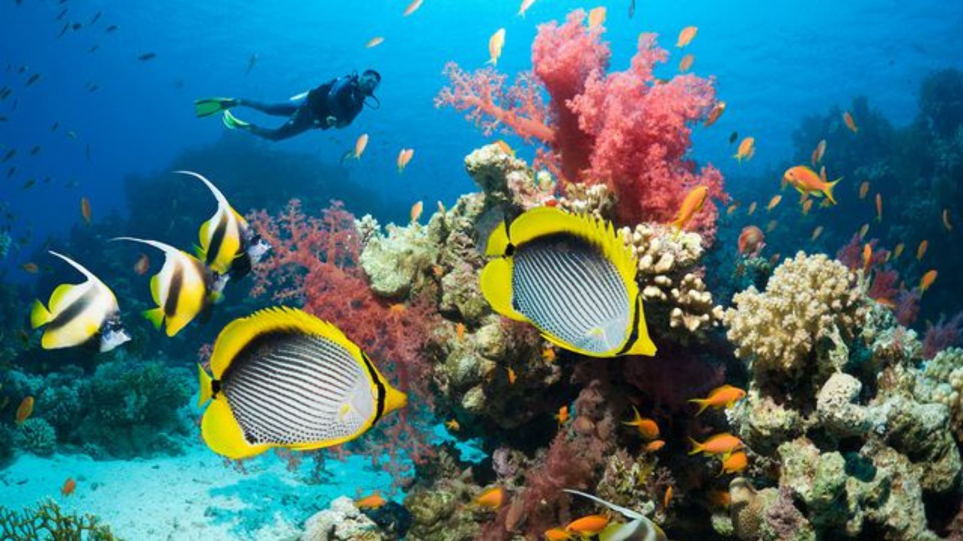 19 Destinations With the Best Scuba Diving in the World