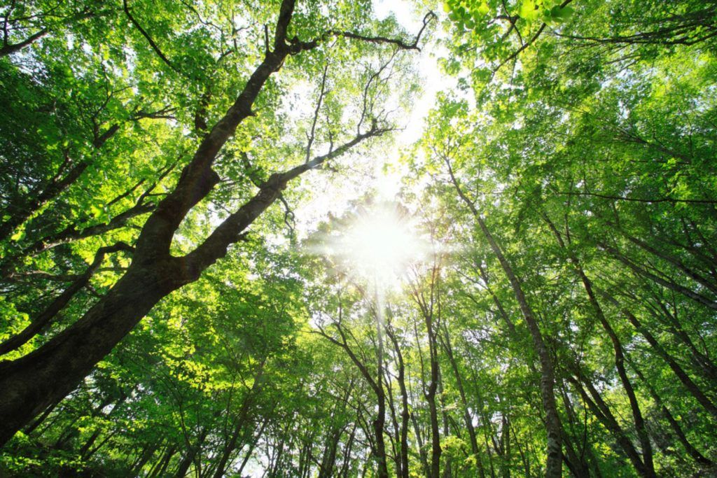 4 of the Best Destinations in Japan to Visit by Train