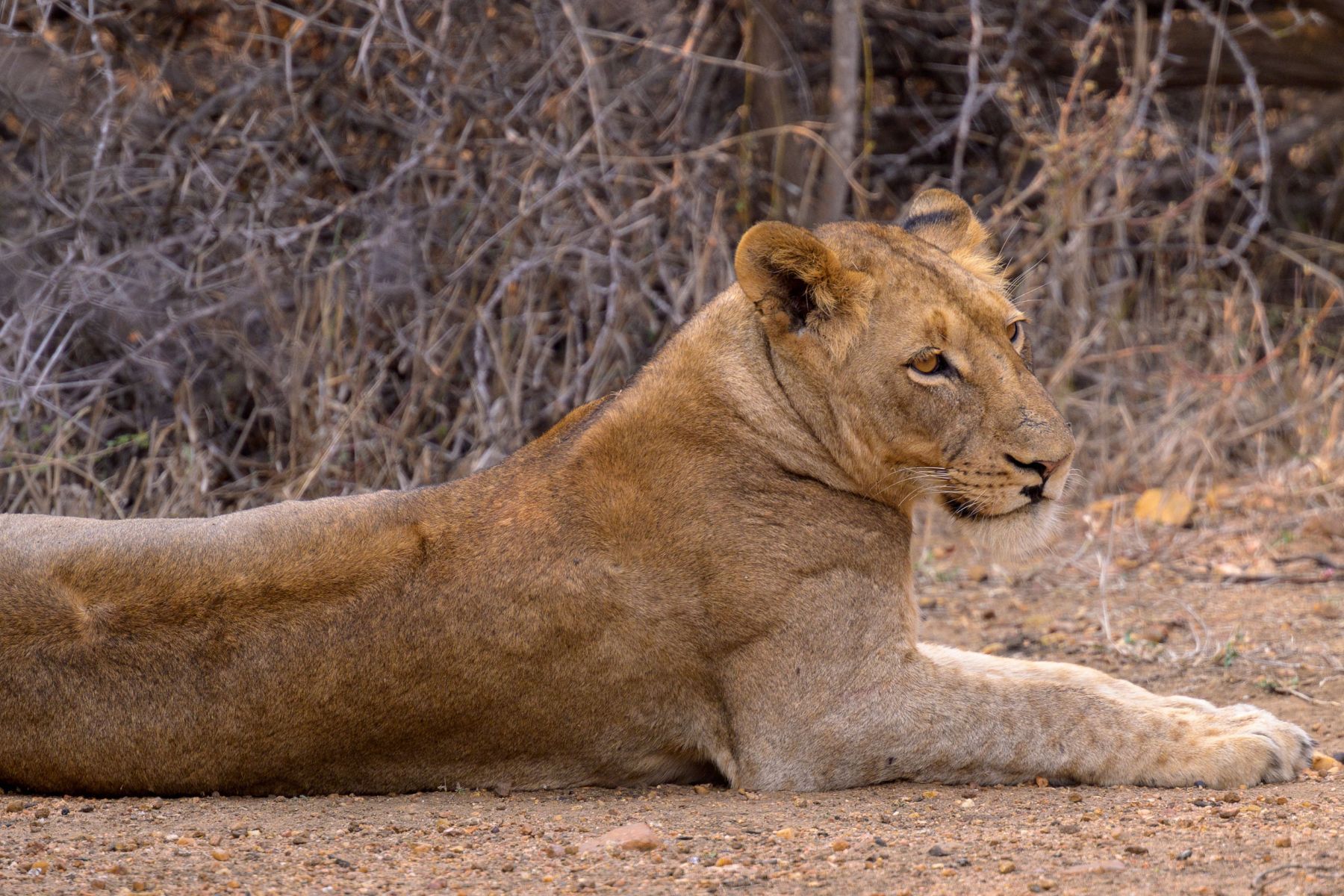 How This Family Found Heart and Home on Safari