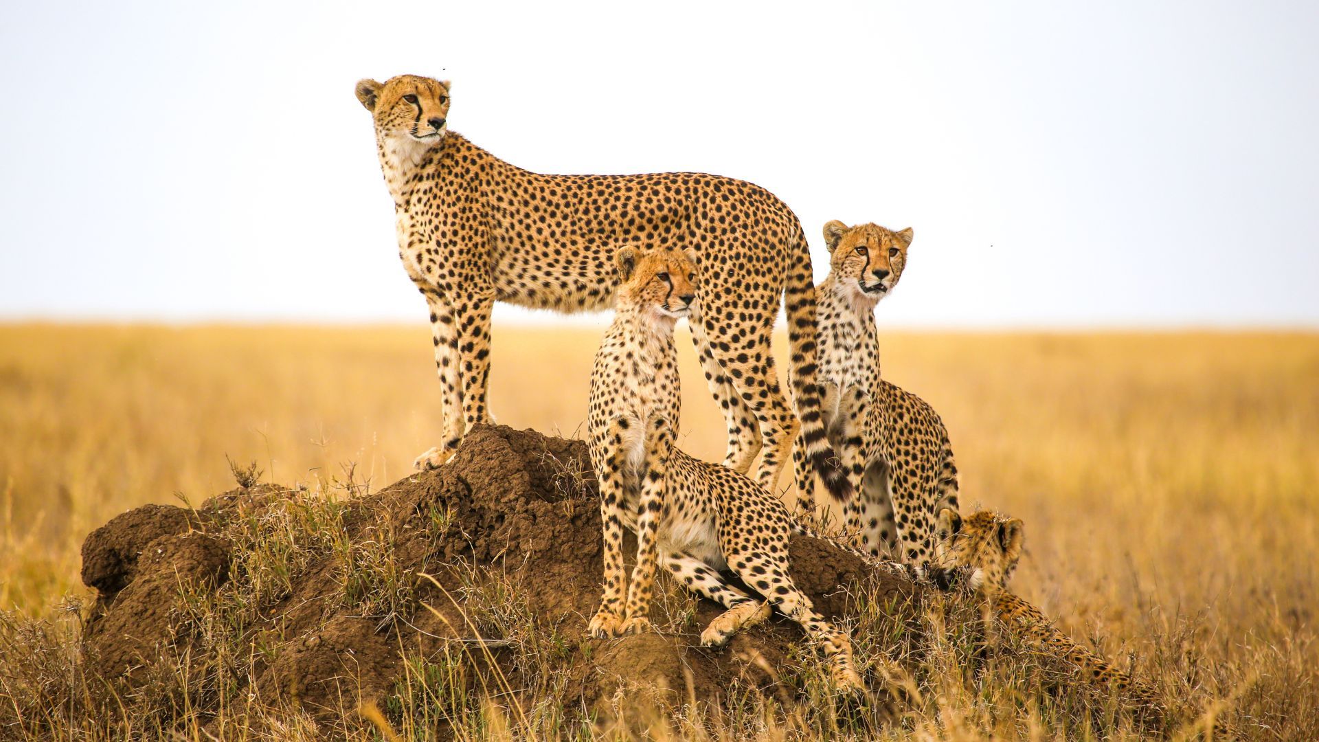 Countries To Visit For A Sunny Winter Vacation in Africa