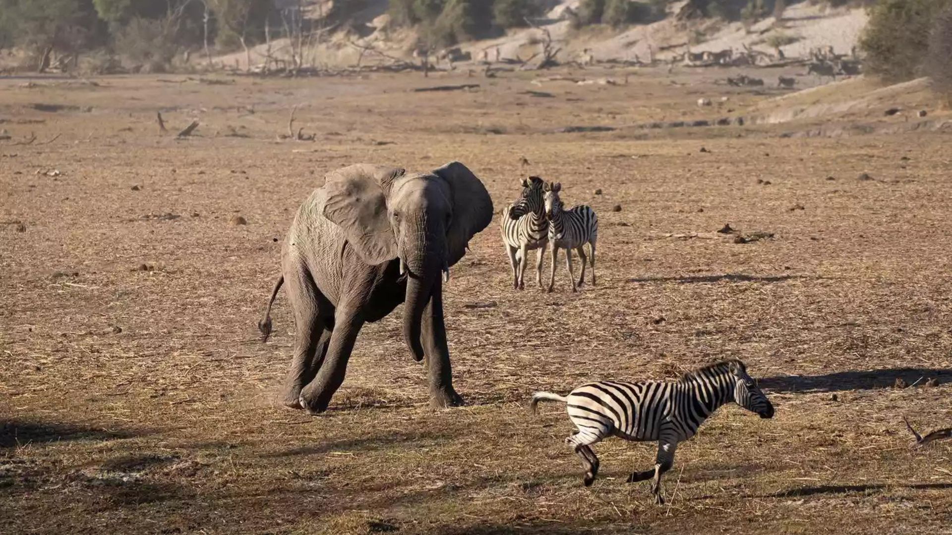 Watch The Migration Of 30k Zebras From This Safari Lodge In Botswana