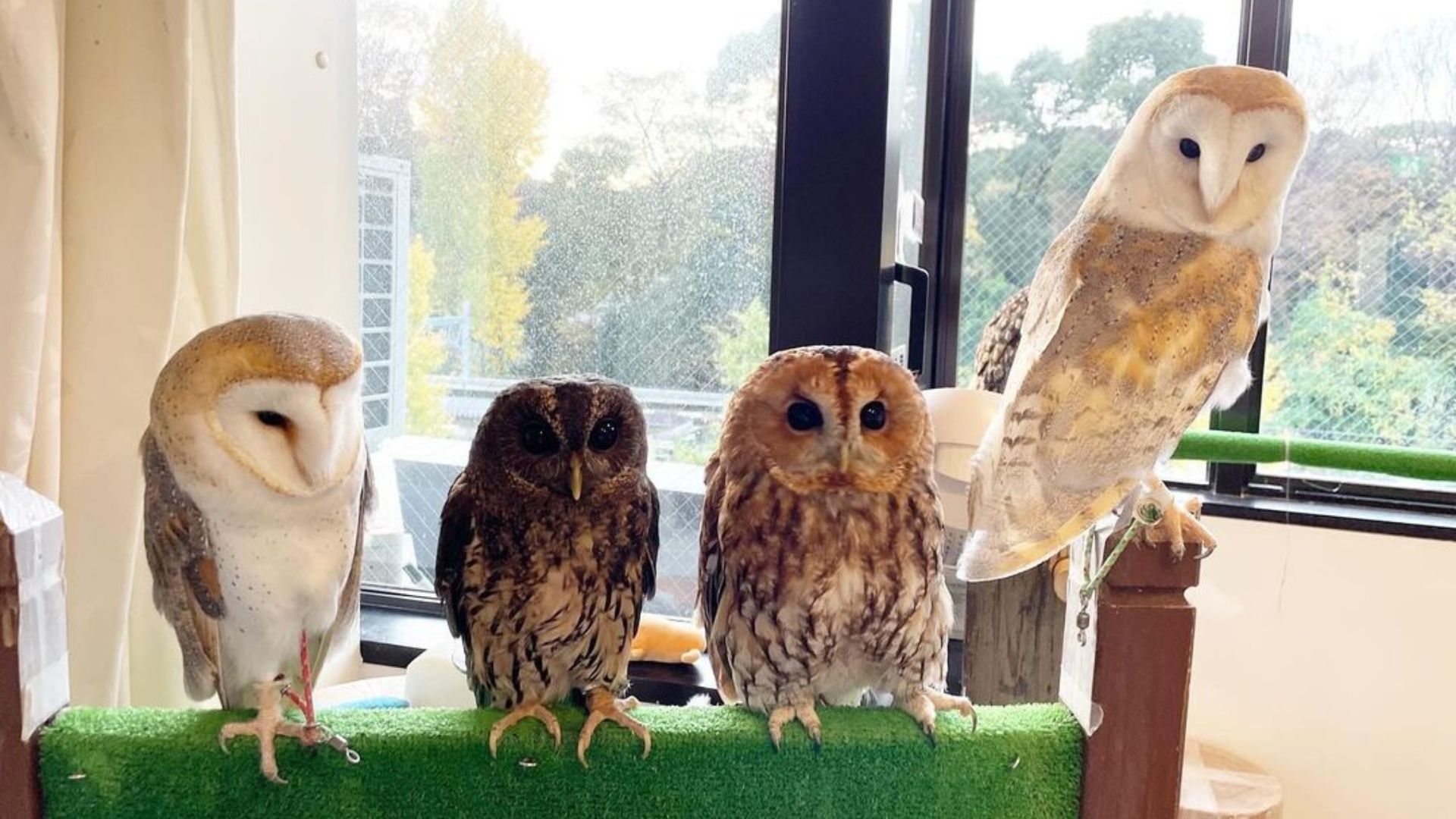 Unique Cafes In Japan: Dine With An Owl, Let Ninjas Serve You And More!