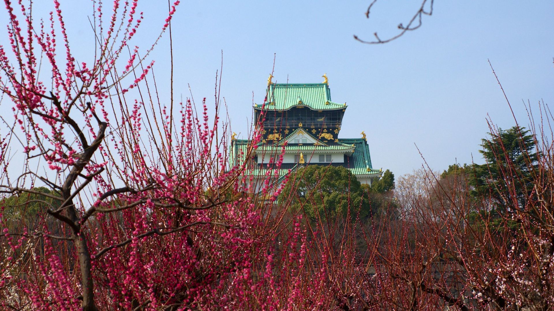 Valentine’s Day In Japan: Here's How To Spend The Day Celebrating Love
