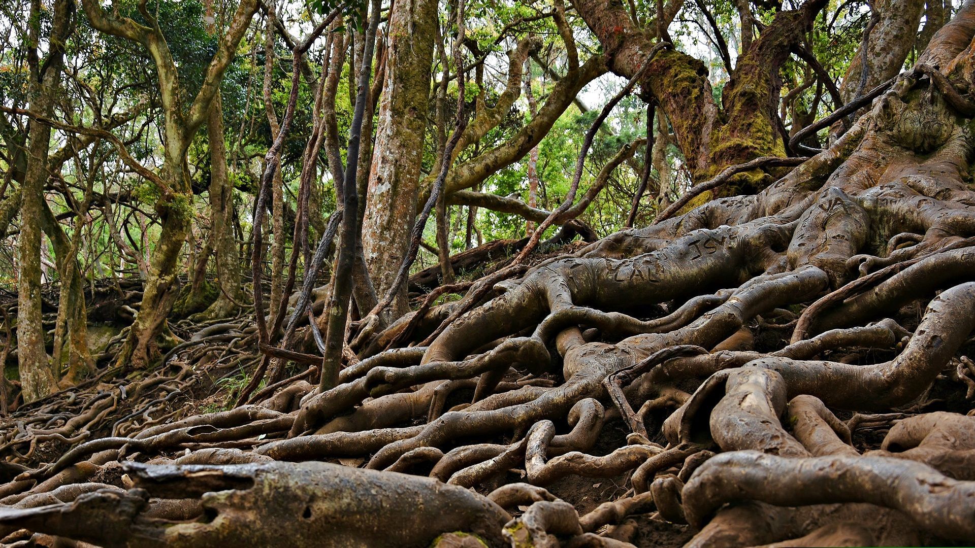 Kodaikanal Vs Munnar: Choosing the Best South Indian Hill Station 2024