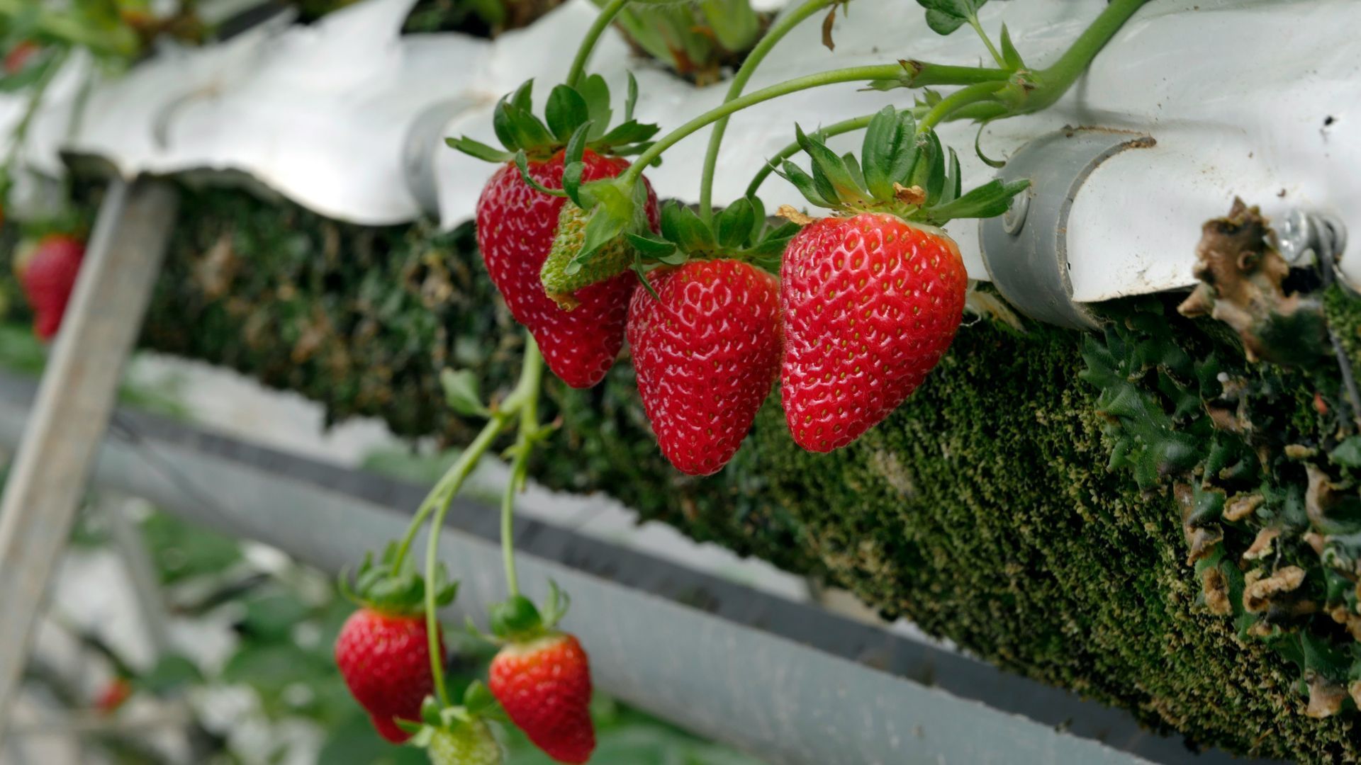 Ed Sheeran Mumbai Concert: An Itinerary To Unwind After Asia Tour