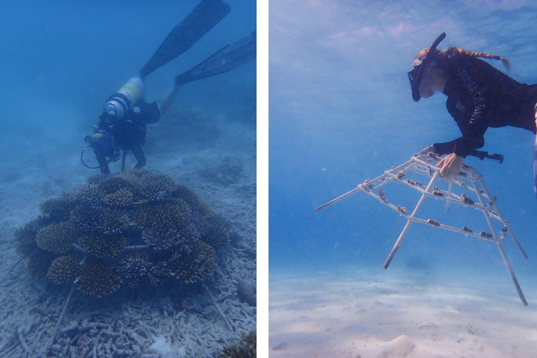 What Does a Marine Biologist in the Maldives Do All Day?