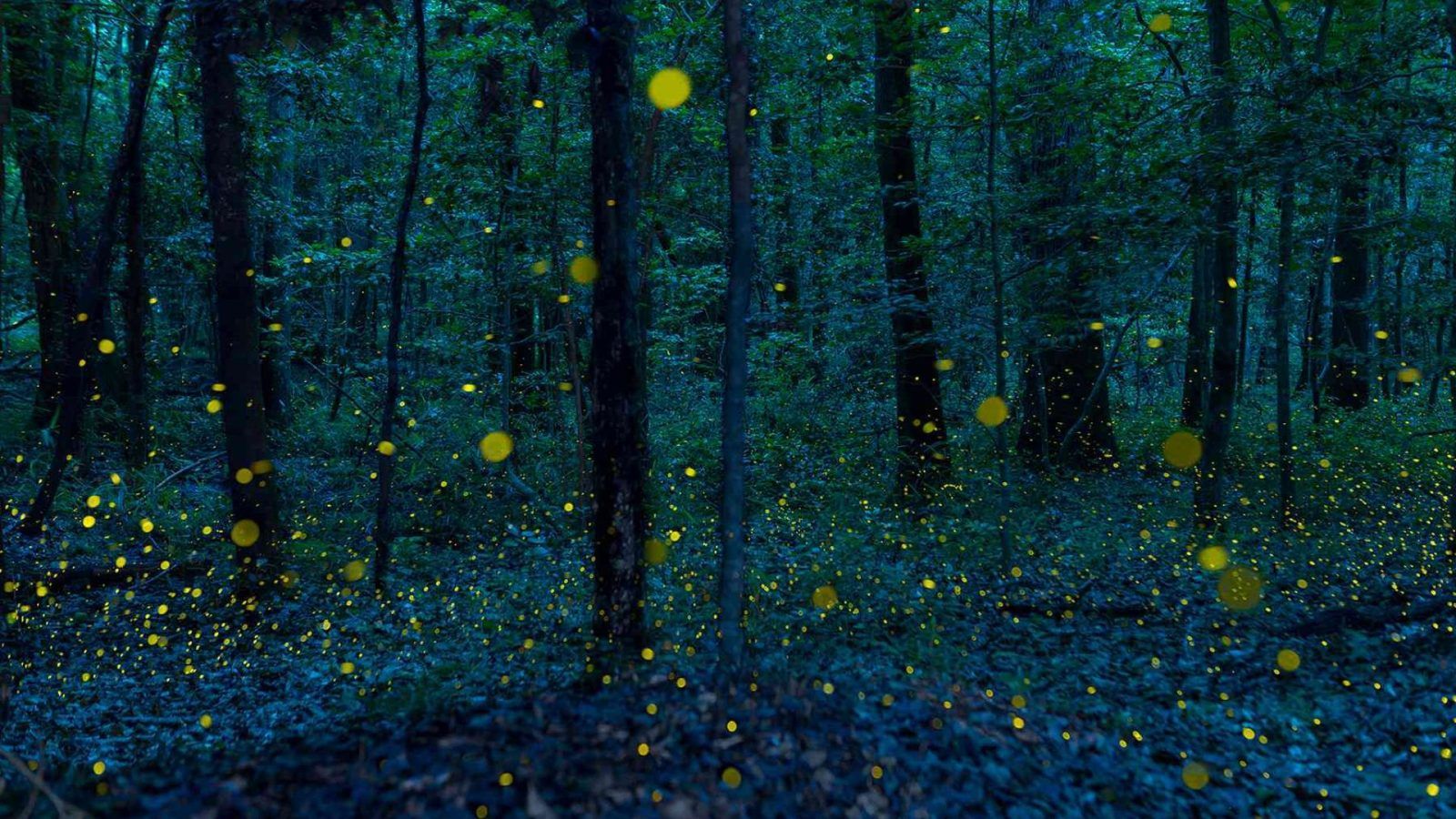 Visit Congaree National Park To See Synchronous Fireflies