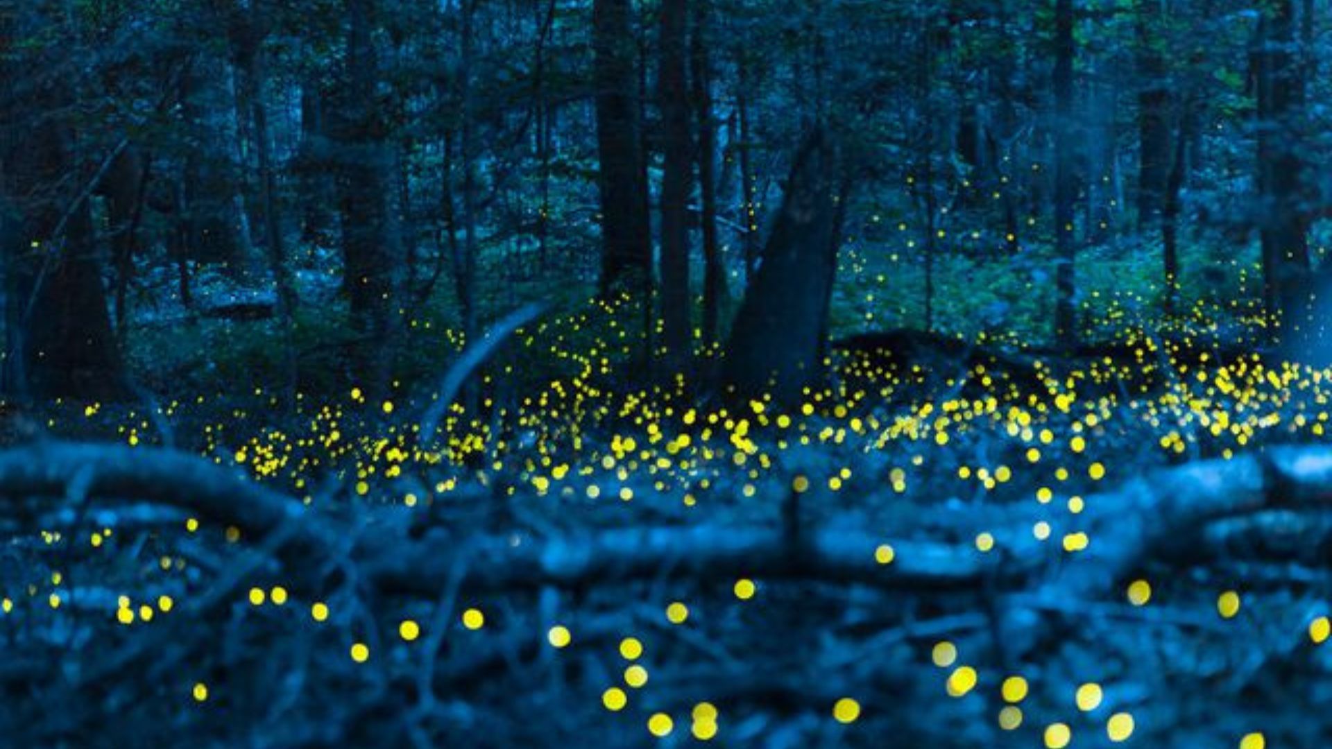 Visit Congaree National Park To See Synchronous Fireflies