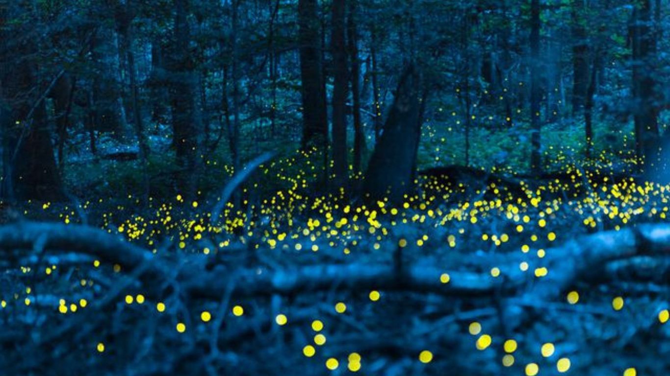 Visit Congaree National Park To See Synchronous Fireflies