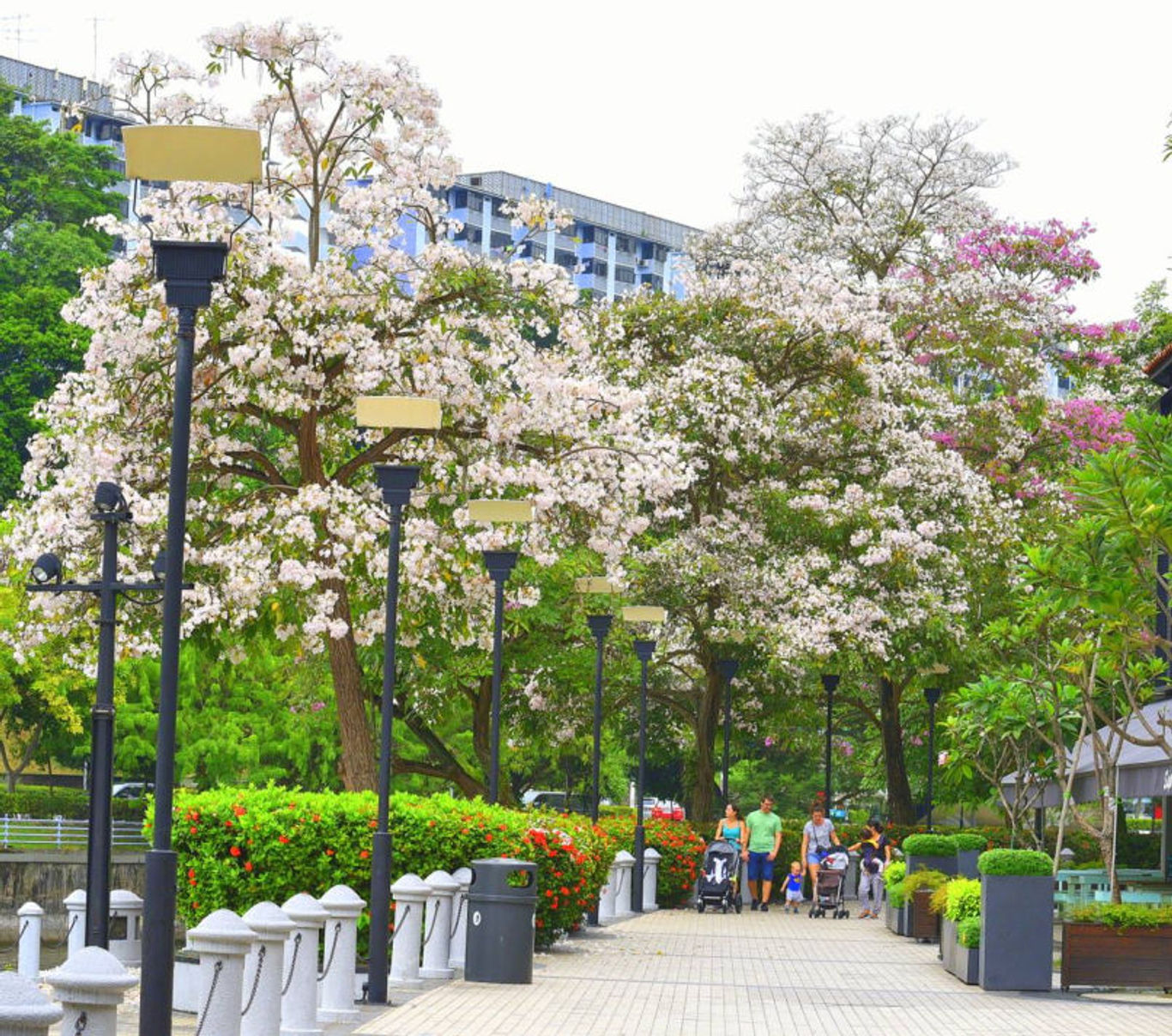 Trumpet Trees in Singapore: Where To View The 'Sakura' Season