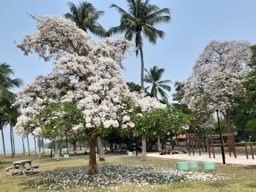 Trumpet Trees in Singapore: Where To View The 'Sakura' Season