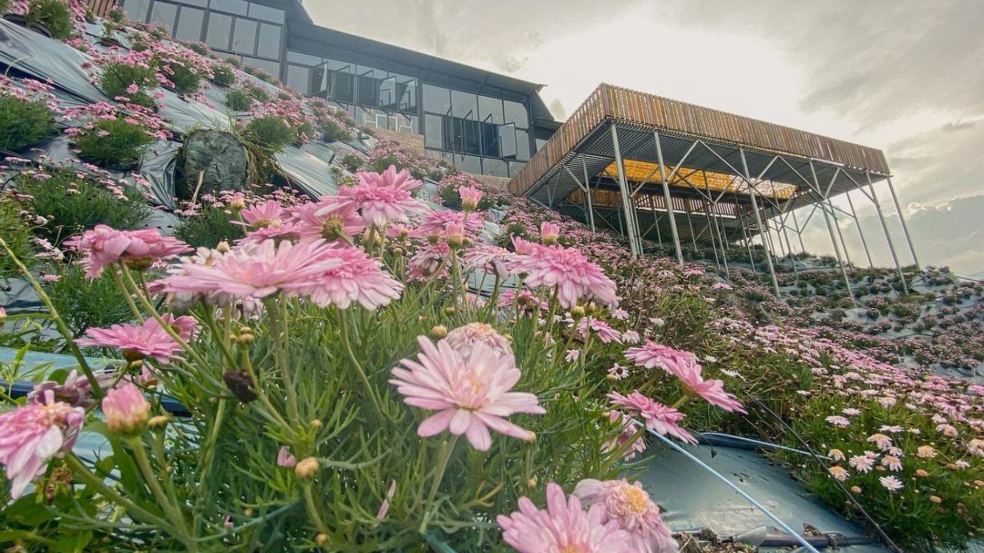 An Ultimate Guide To Visit Cameron Highlands Flora Park Malaysia 2024