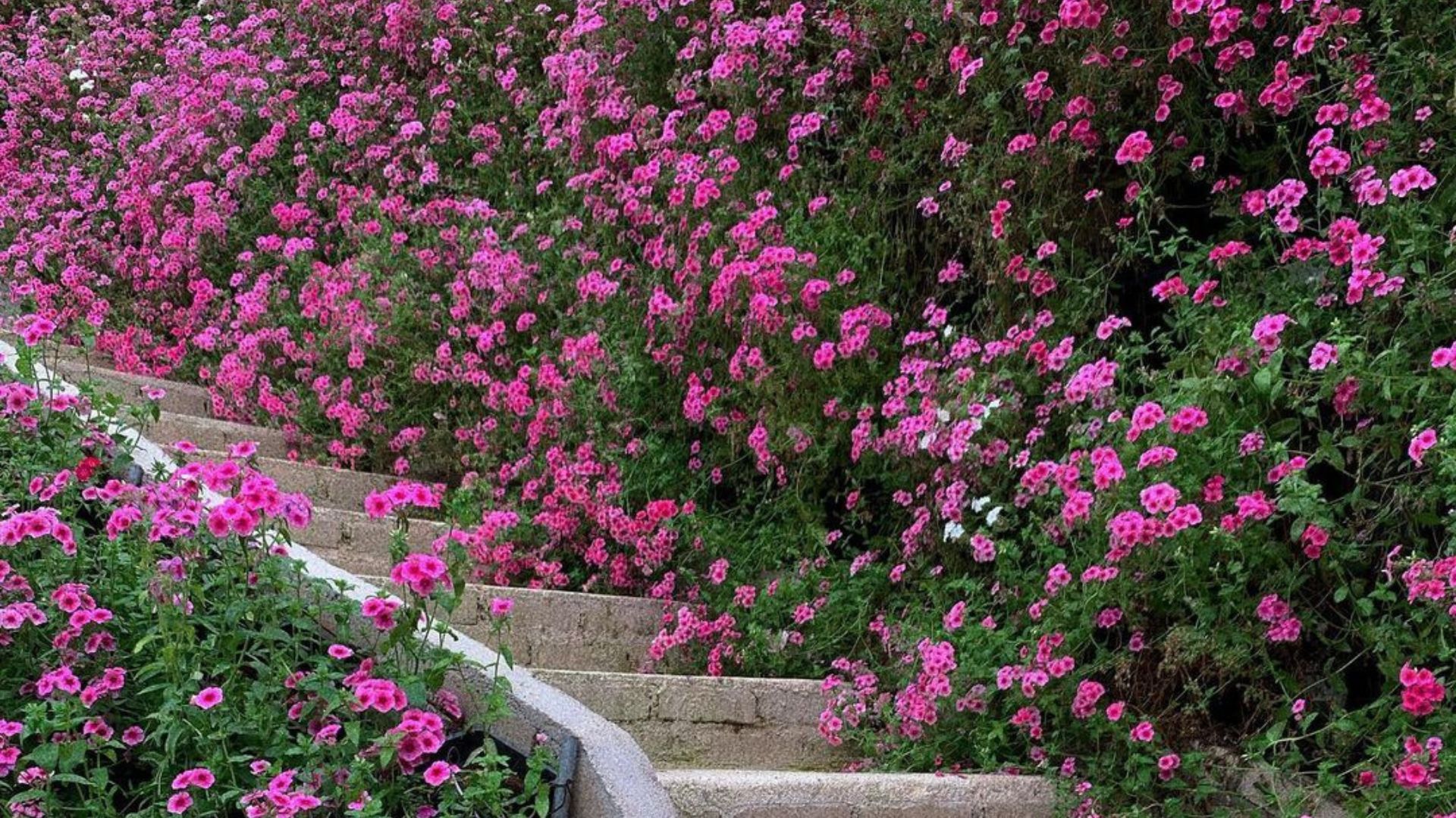 An Ultimate Guide To Visit Cameron Highlands Flora Park Malaysia 2024