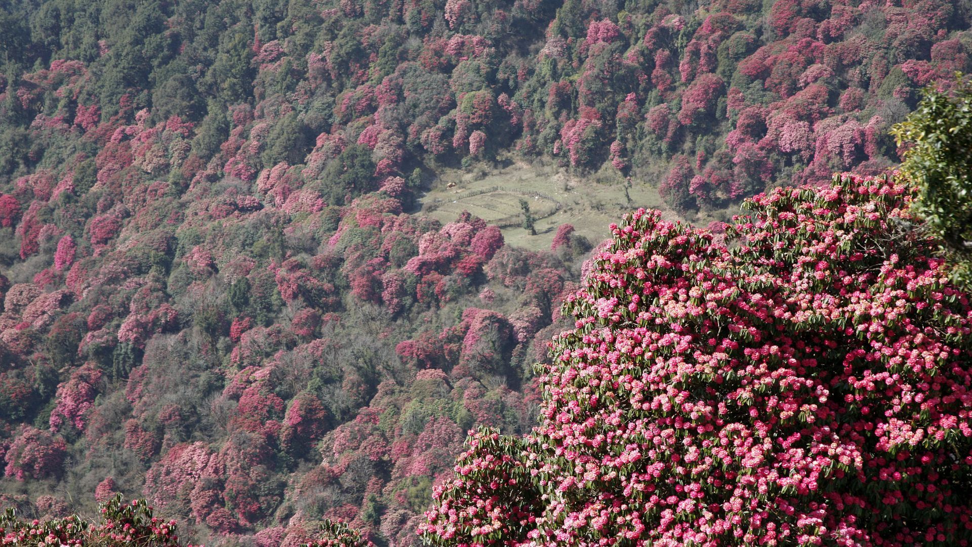 Rhododendron Treks In The Himalayas: A Floral Adventure Awaits