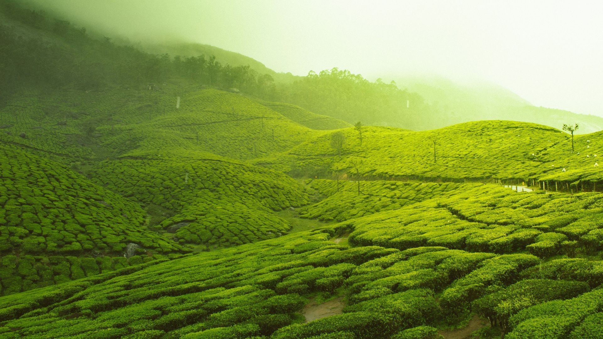 South India In Summer: Hill Stations, Beaches, Backwaters & Waterfalls 2024