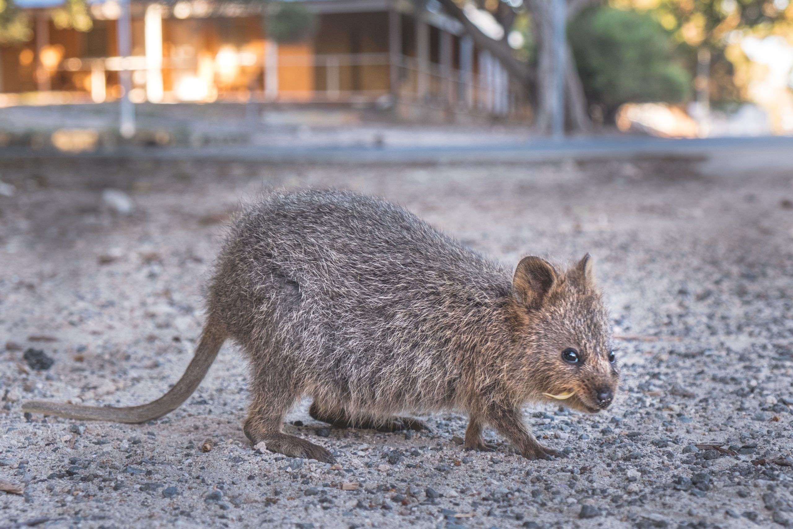 24 Hour Guide: Must-Do Activities on Rottnest Island, Australia