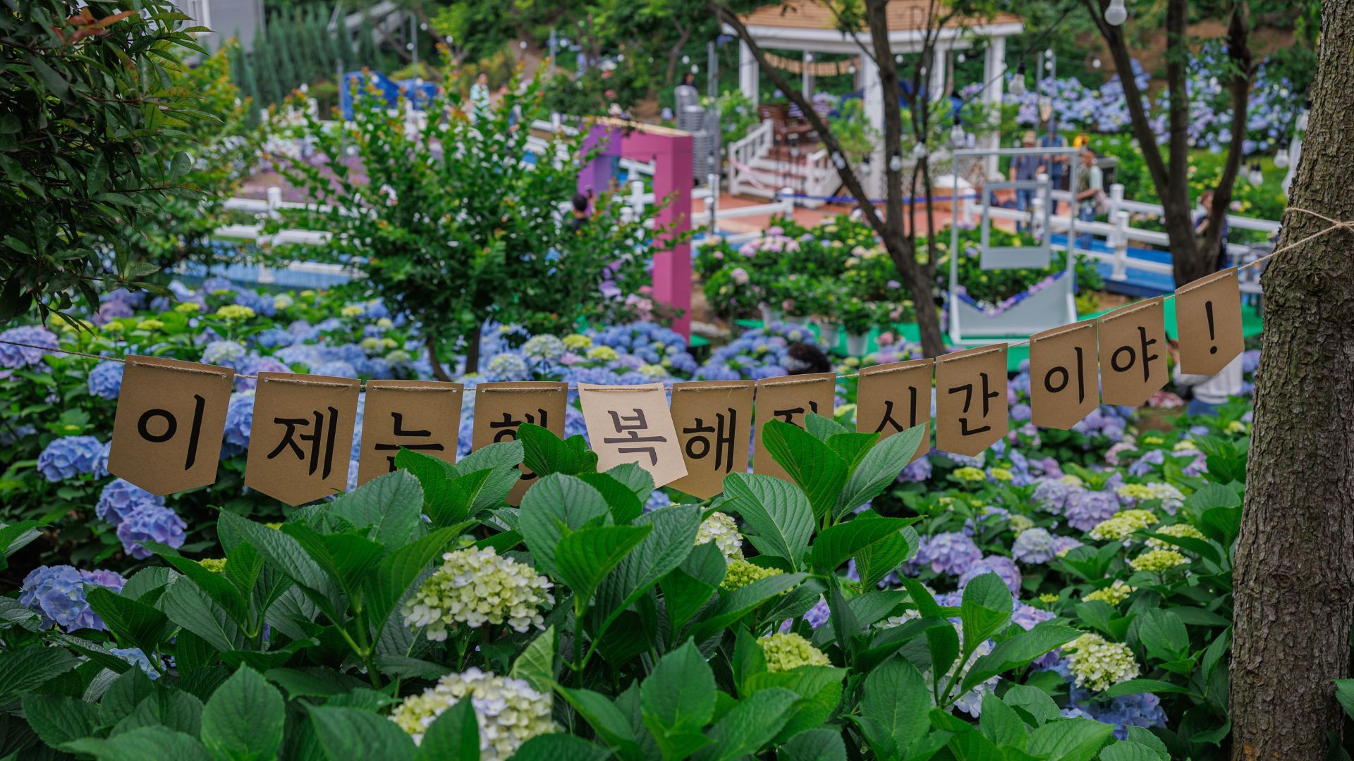 Jangsaengpo Hydrangea Festival 2024: South Korea Celebrates Summer