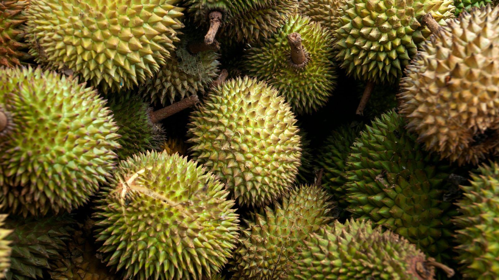Malaysia Durian Season: Varieties And How To Pick The Best Ones