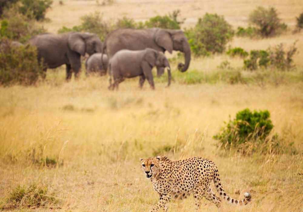 Kenya Maasai Mara Safari: Guide To Best Time To Visit & Things To Do