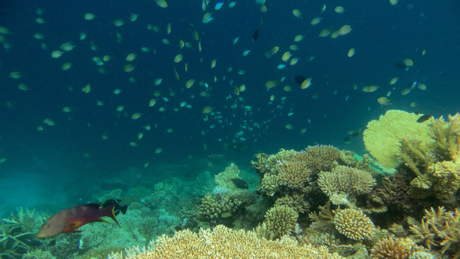 Maldives Itinerary: Perfect 7-Day Guide To Snorkelling, Island-Hopping ...