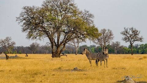 Zimbabwe eVisa Facility Introduced For 118 Countries