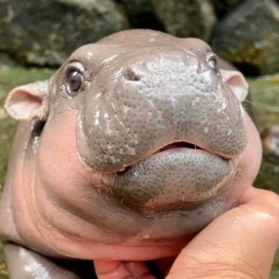 Here's The Ultimate Guide On How To Visit Moo Deng