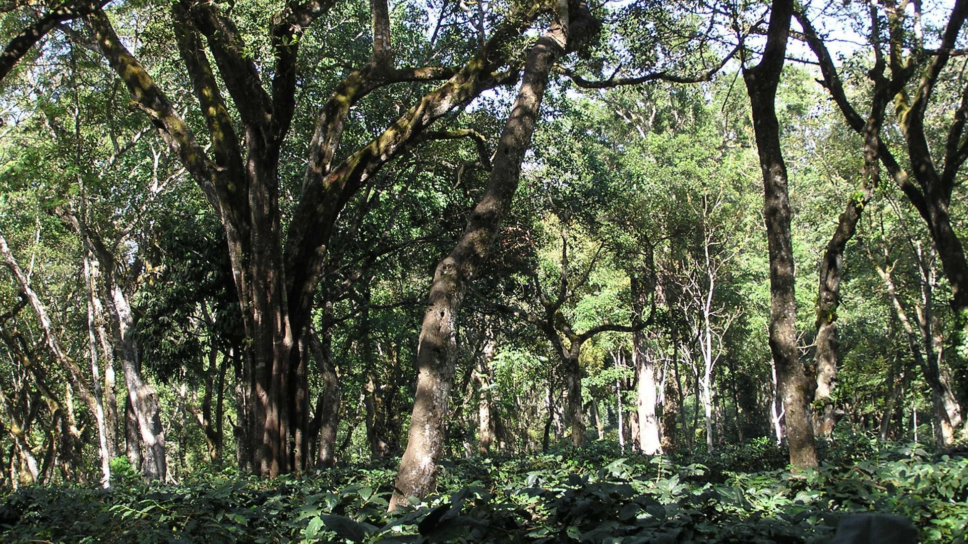 Places To Visit In Chikmagalur: From Misty Mountains To Coffee Estates
