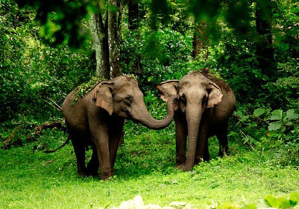 Places To Visit In Chikmagalur: From Misty Mountains To Coffee Estates