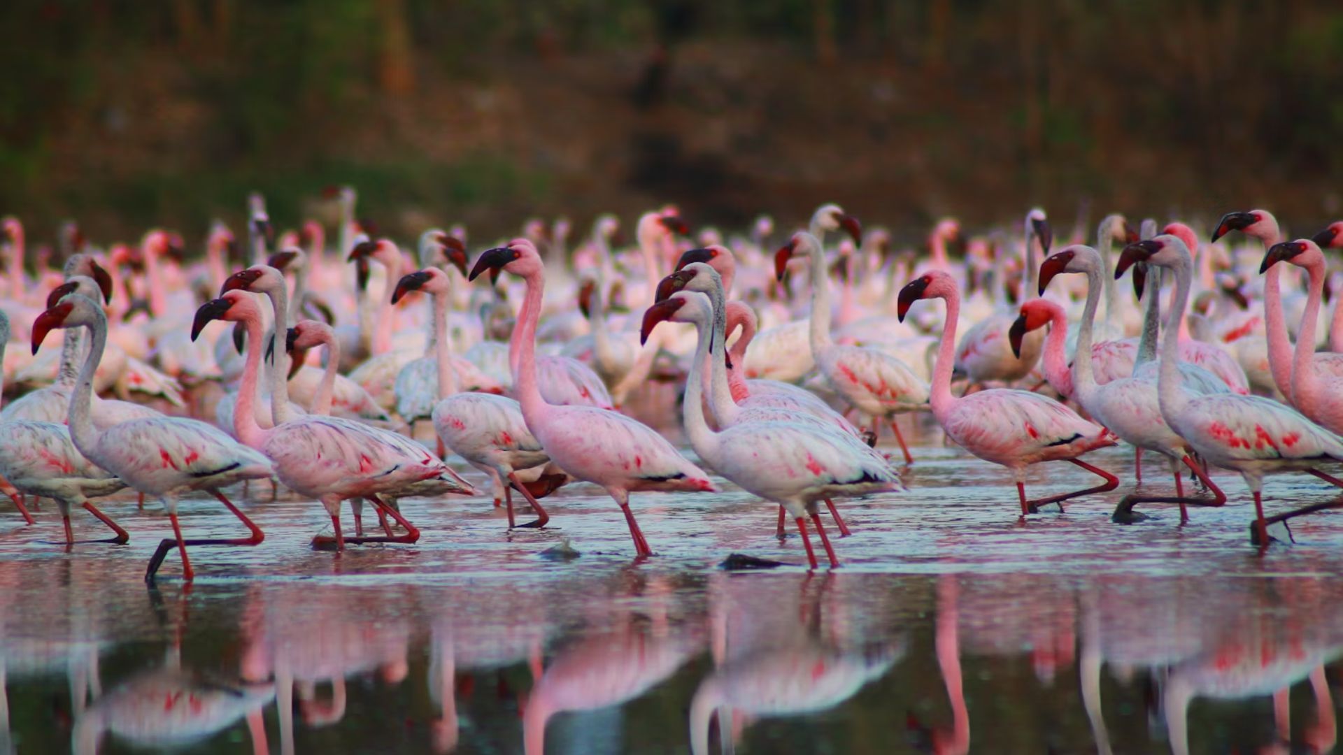 Places To Visit In Navi Mumbai: Restaurants, Nightlife & Things To Do