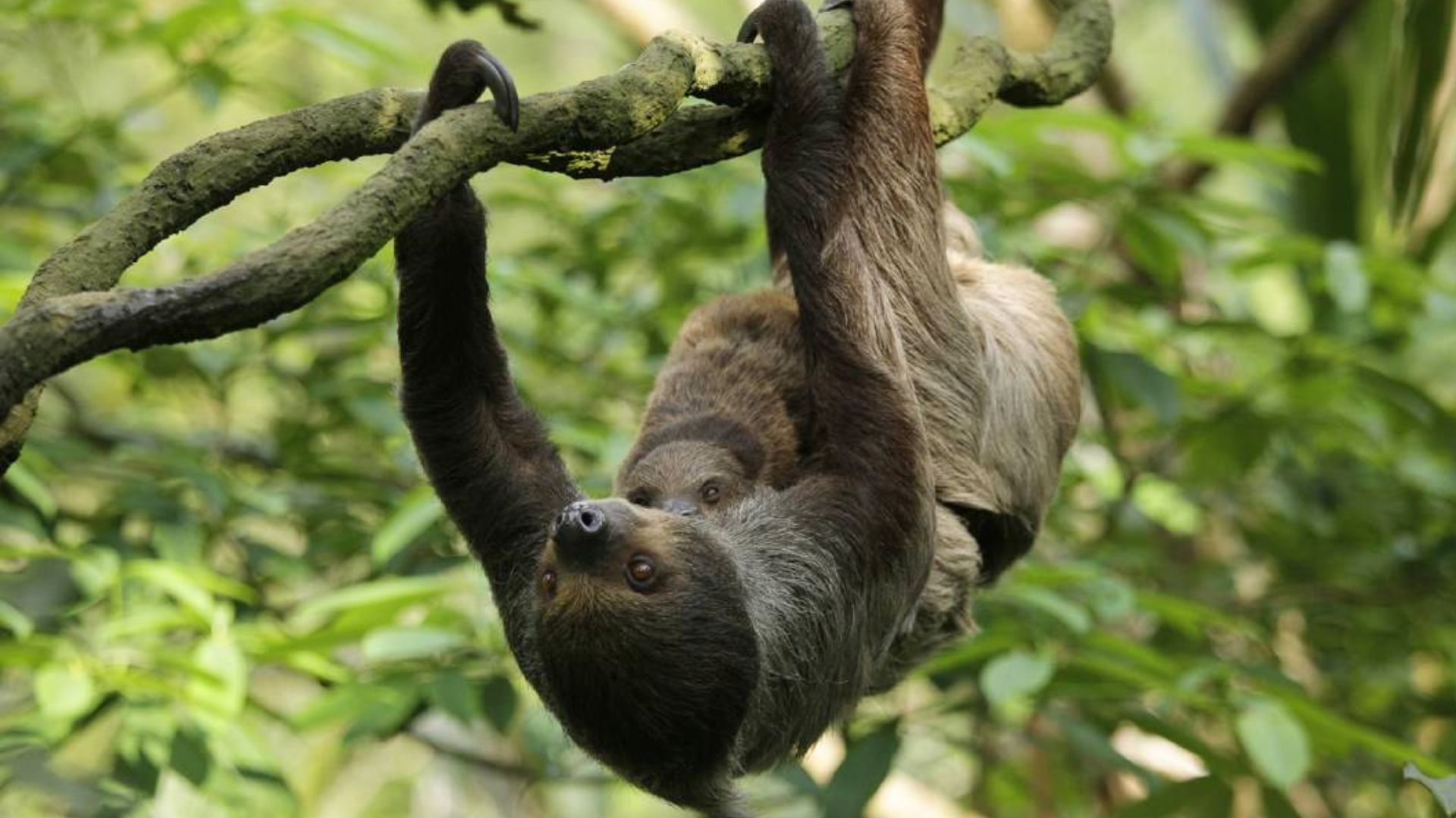 Zoos In Singapore: Meet And Greet The Lion City's Unique Wildlife