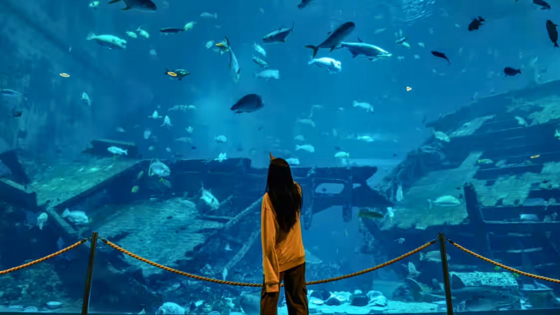 Zoos In Singapore: Meet And Greet The Lion City's Unique Wildlife