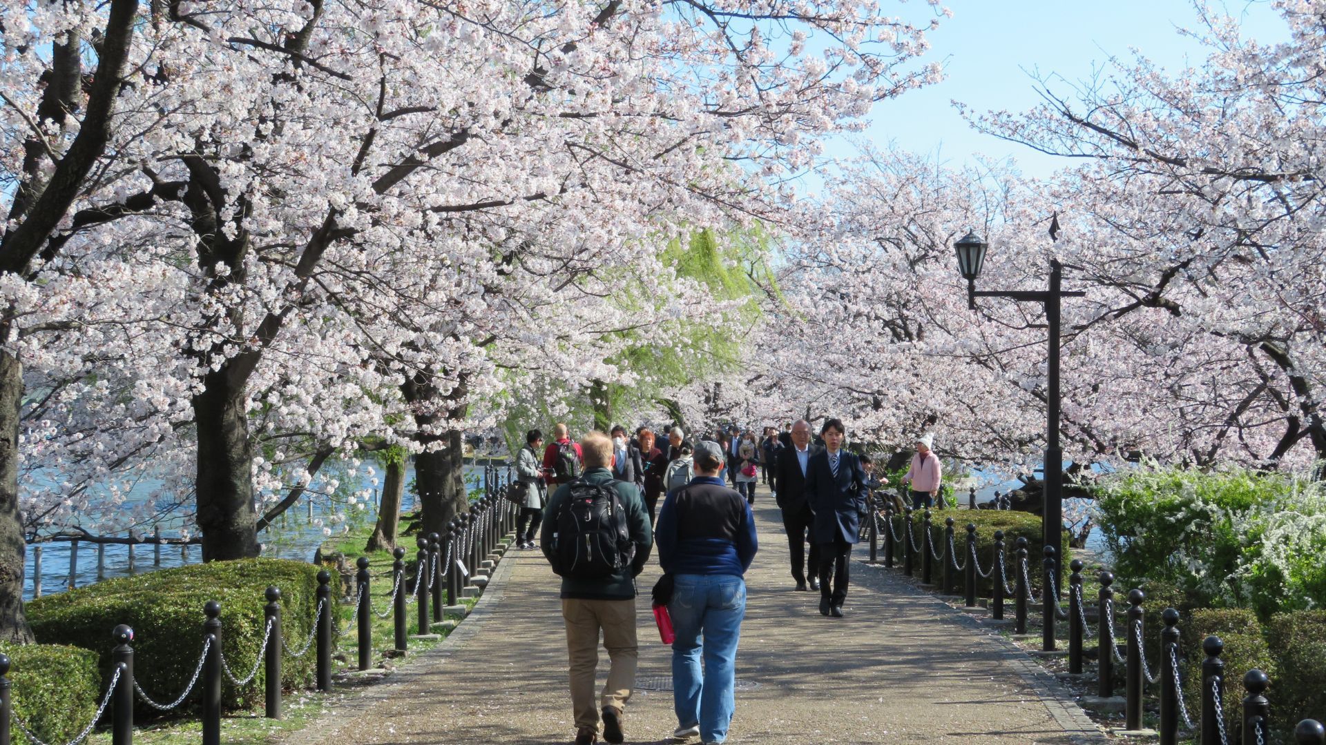 Best Time to Visit Japan: A Seasonal Guide