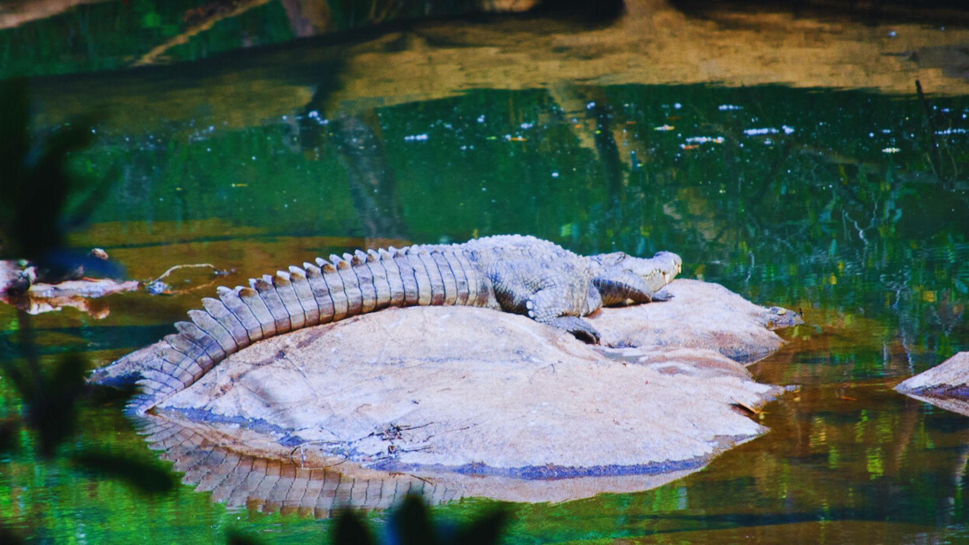 Tourist Places In Wayanad: A Traveller's Guide To The 'Ooty Of Kerala'